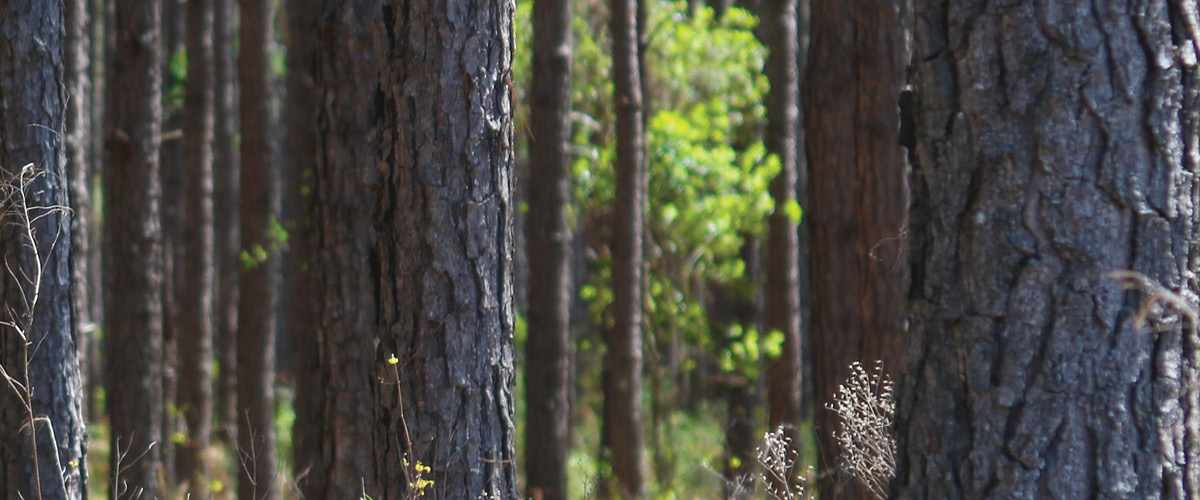 Ohio Forestry Association Media Guide